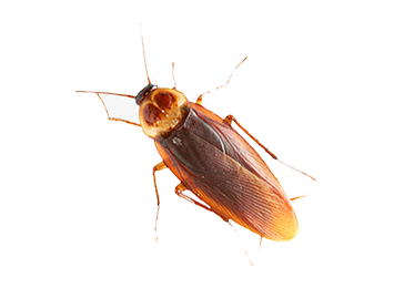 Biologia das Baratas - MPS - Manejo de Pragas Sociais