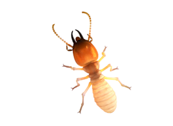 Biologia dos Cupins - MPS - Manejo de Pragas Sociais